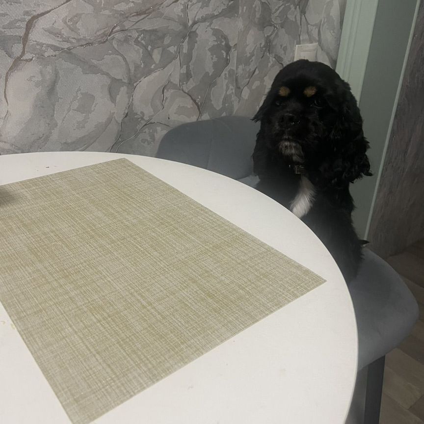 Американский кокер спаниель