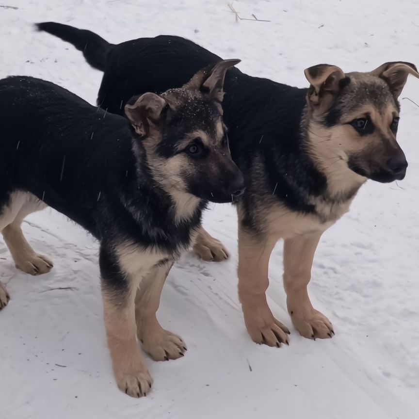 Восточноевропейская овчарка, щенок