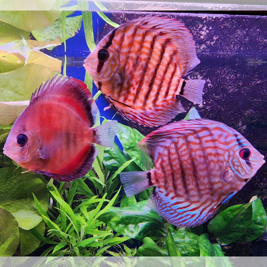 Дискусы 4шт