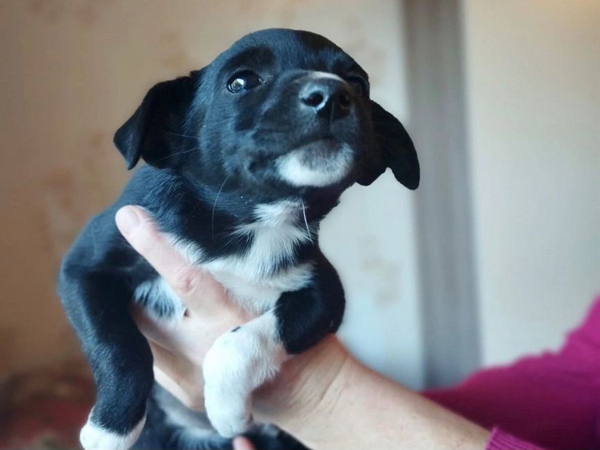 Небольшие щенки-девочки ждут хозяев