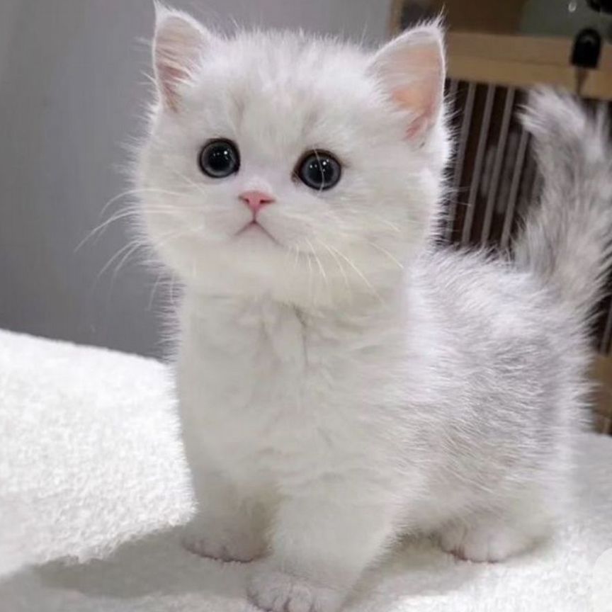 Британский короткошёрстный котёнок