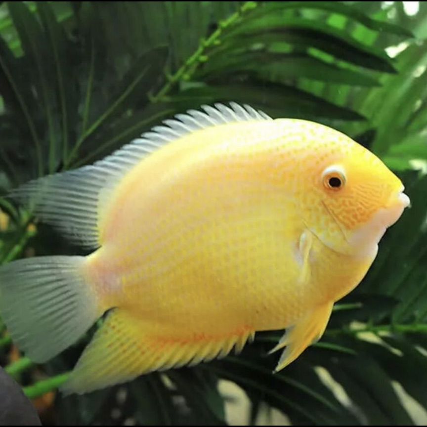 Северум самец