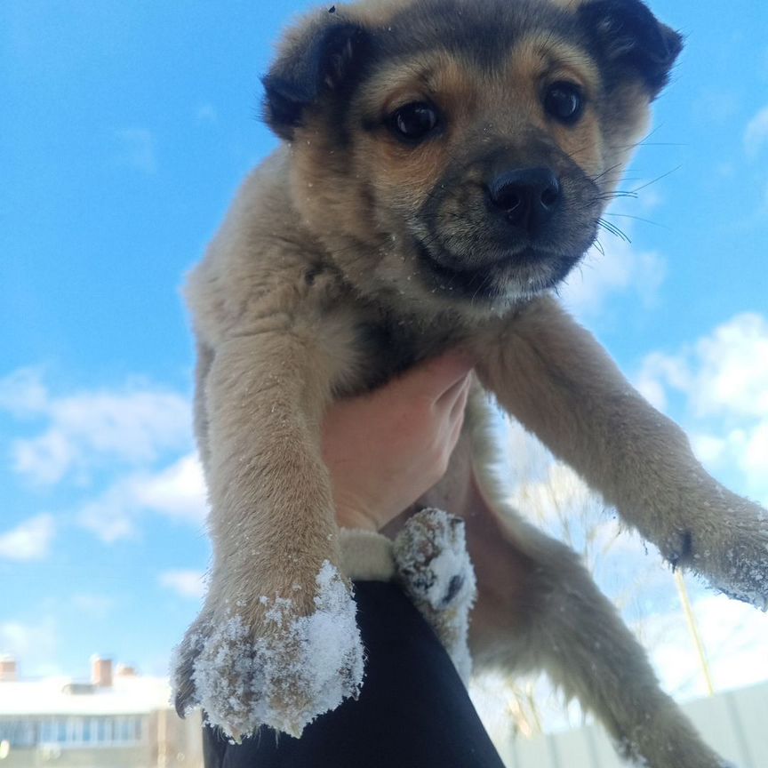 Щенок в добрые руки