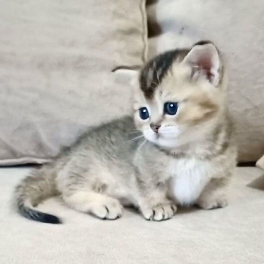 Малыши-коротыши