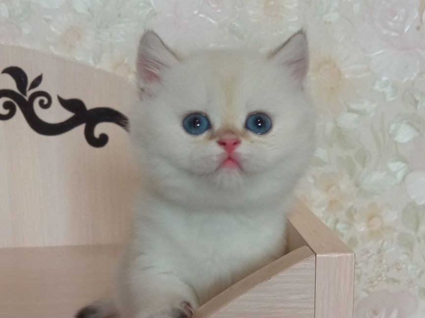 Золотой колорпойнт девочка