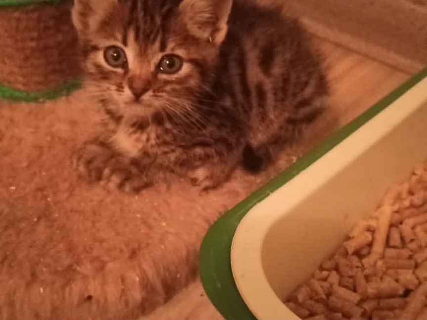 Котеночек в добрые ручки