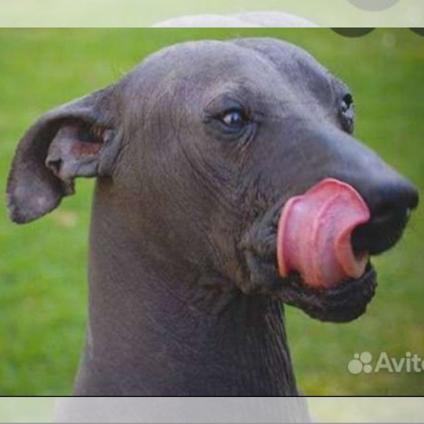 Мексиканская голая собака, взрослый пёс