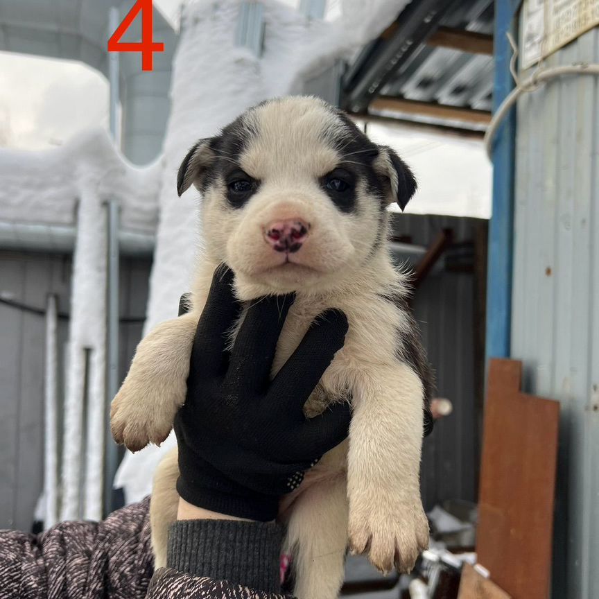 Щенок в добрые руки