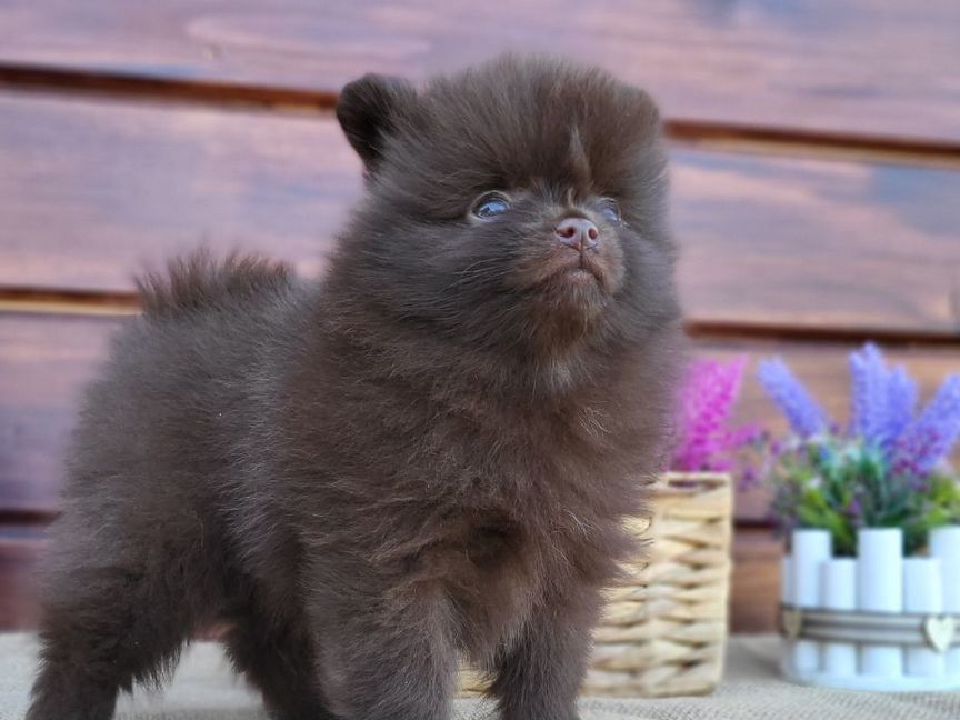 Шоколадные медвежата