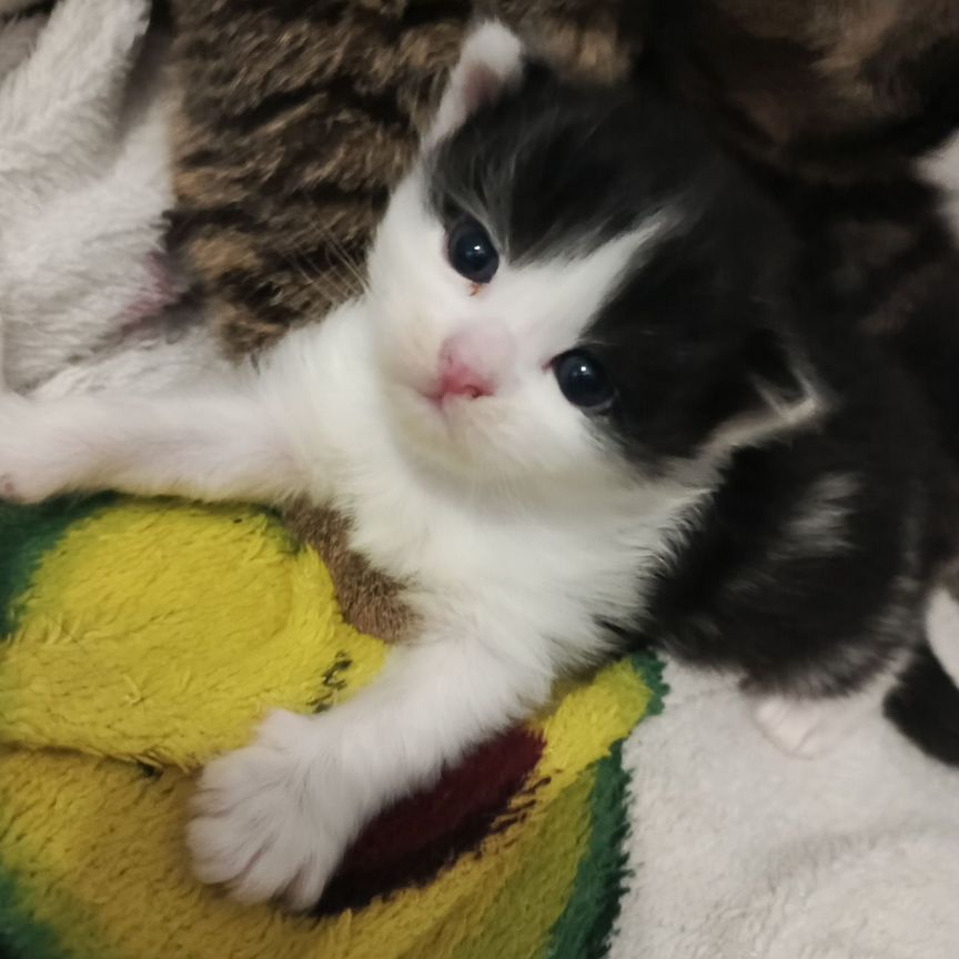 Котёнок в добрые руки