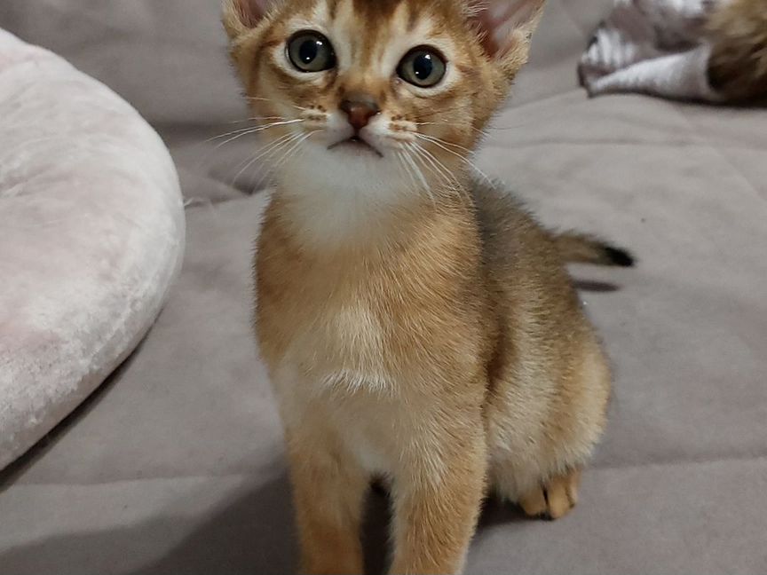 Абиссинские котята