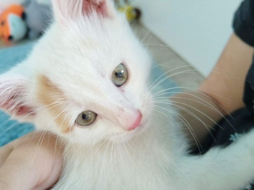 Котенок в добрые руки