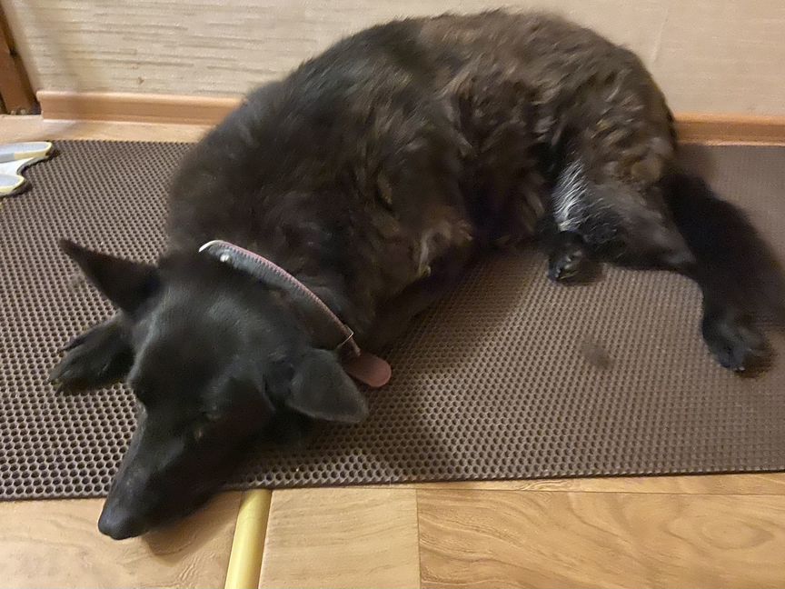 Овчарка взрослая