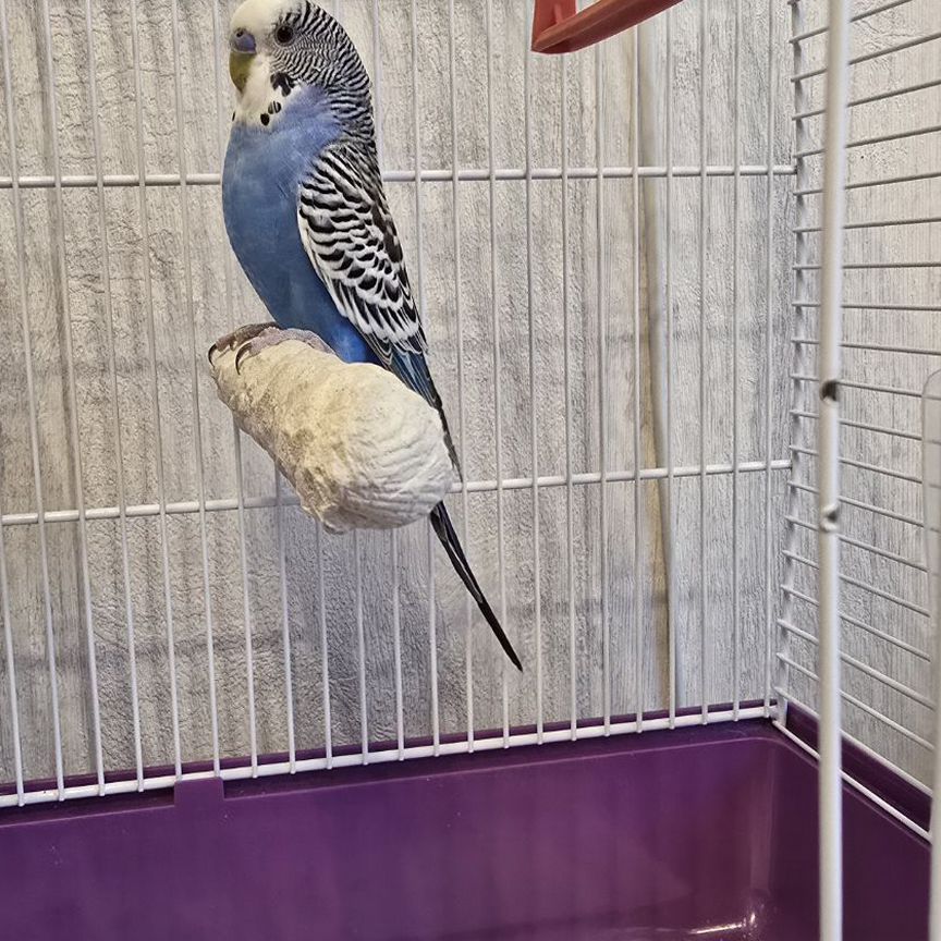 Волнистый попугай с клеткой