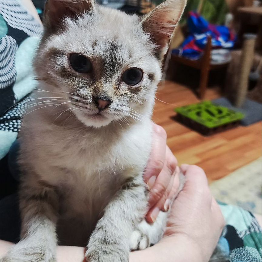 Котёнок в добрые руки