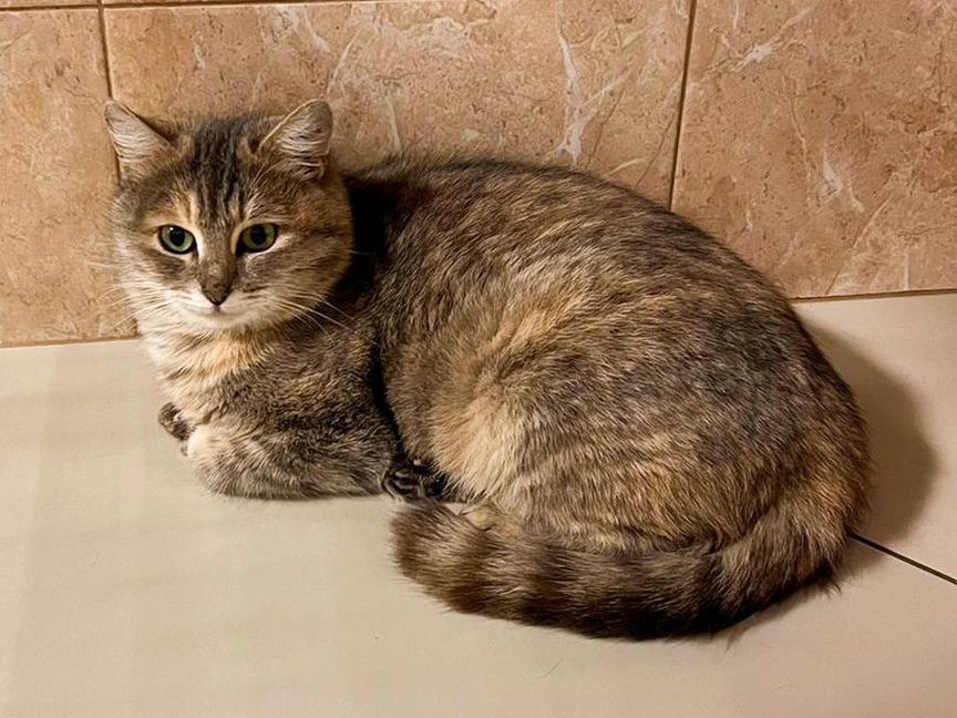 Кошечка Элизабет в ответственные руки