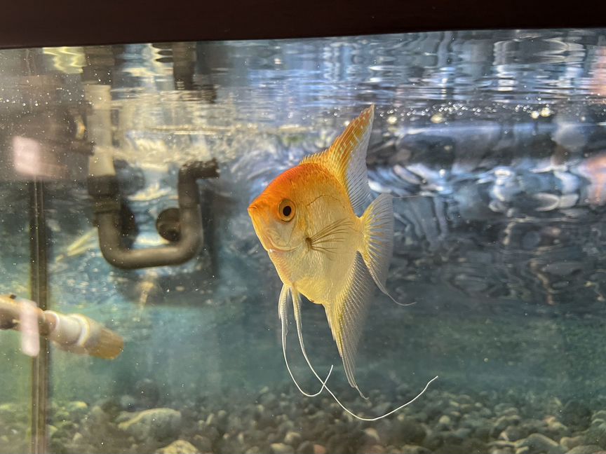 Аквариумные рыбки