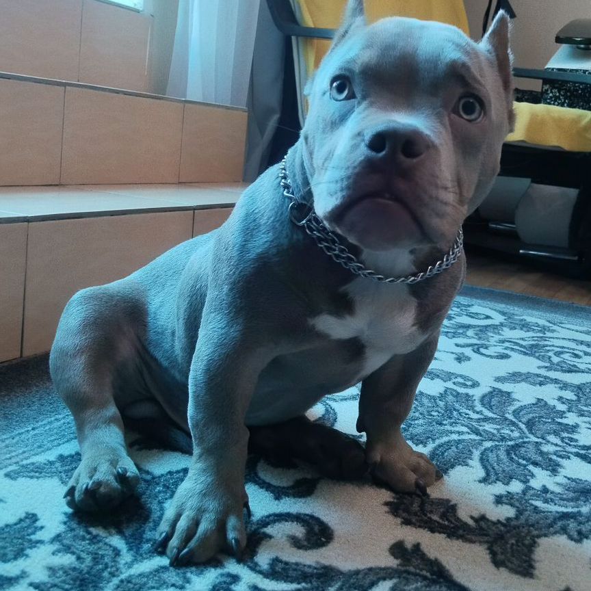 Американский булли, щенок