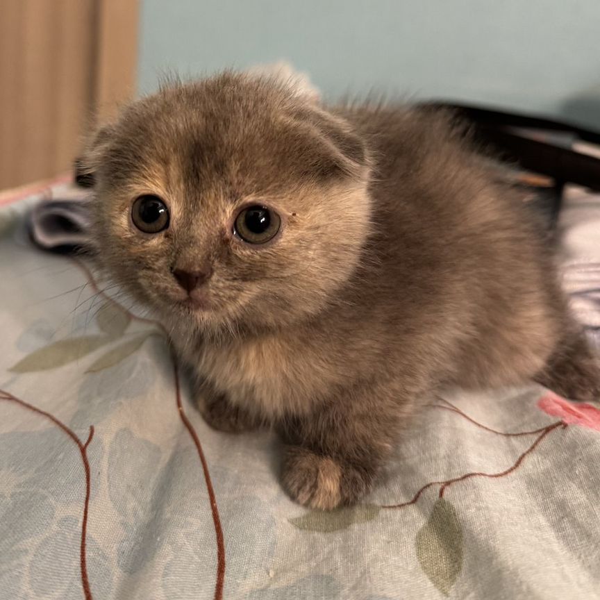 Шотландский вислоухий короткошёрстный котёнок