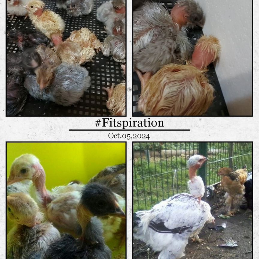 Цыплята Голошейки-Испанки