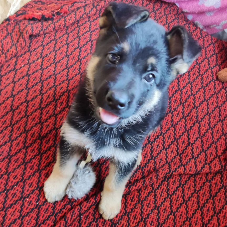 Немецкая овчарка