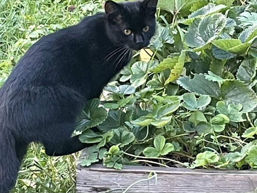 Котик подросток