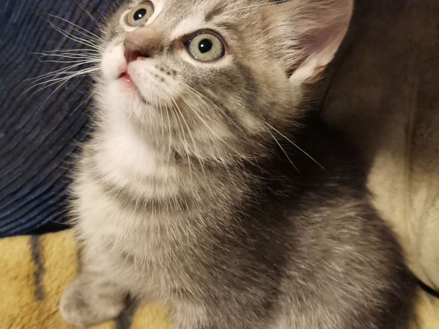 Котенок в добрые руки