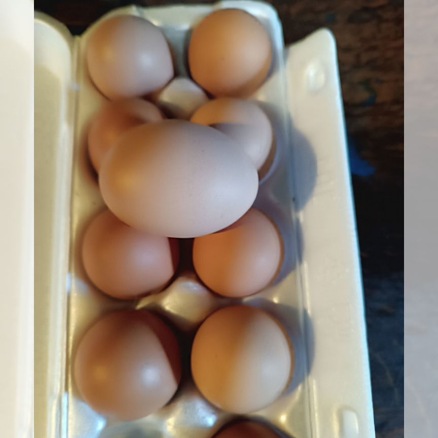 Яйцо Инкубационное доминант