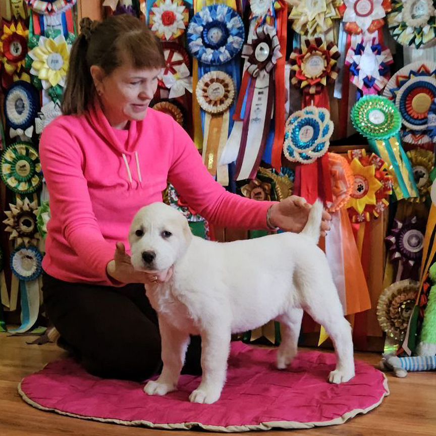 Среднеазиатская овчарка, щенок