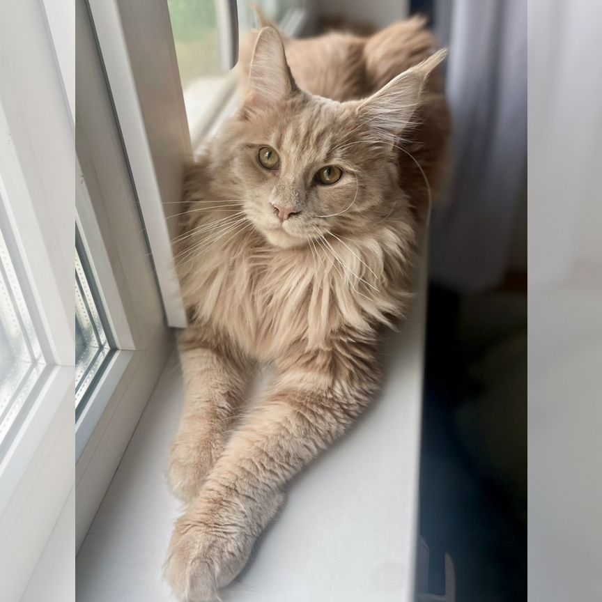 Кот мейкун вязка