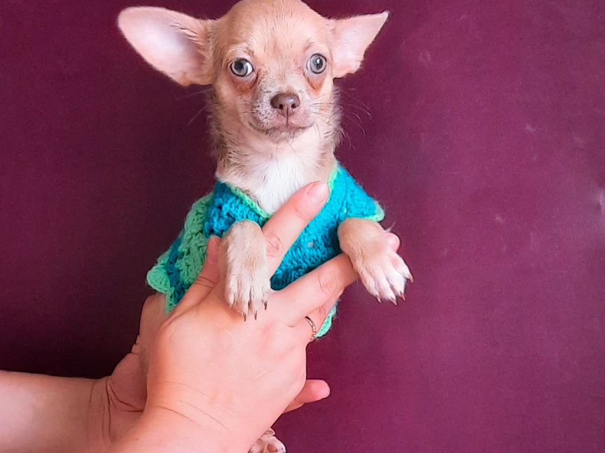 Две малышки чихуахуа