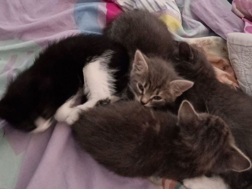 Котята в добрые руки приучены к лотку