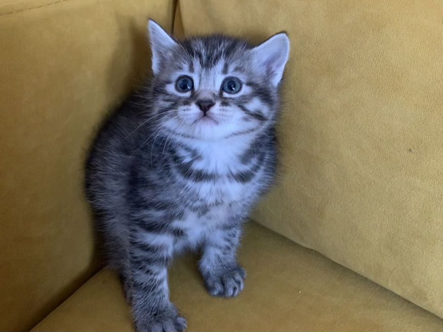 Котенок