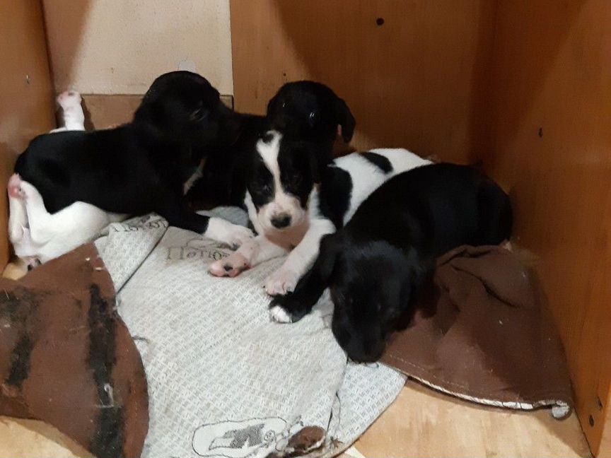 Собака в добрые руки, породистые щенки:)