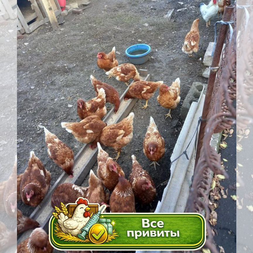 Куры несушки с доставкой