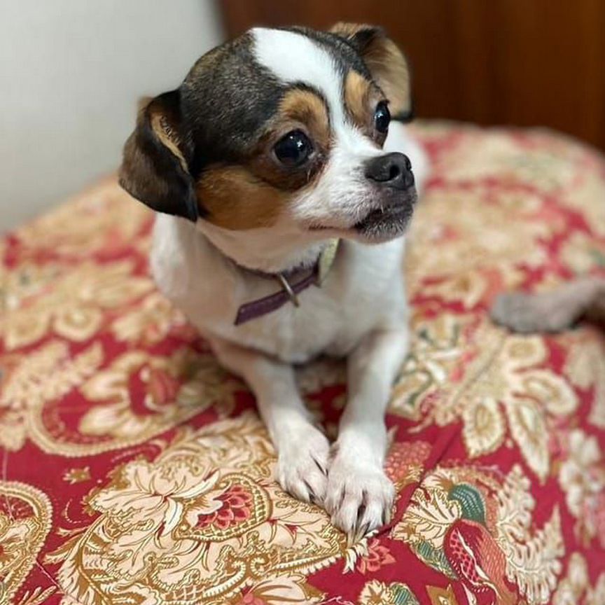 Ириска в добрые руки