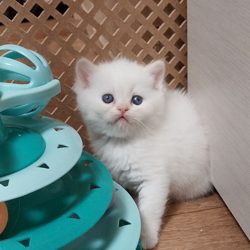 Шотландский красный поинт