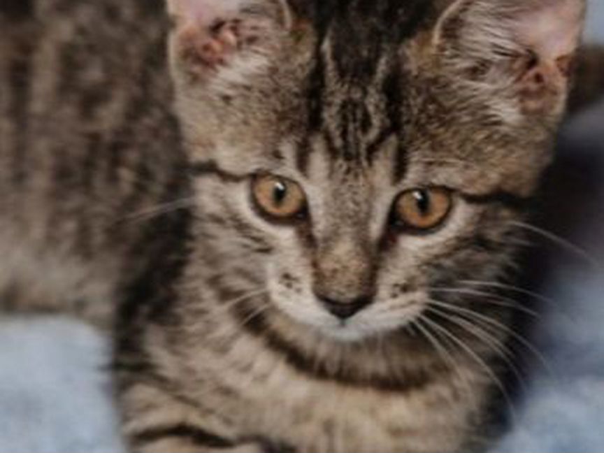 Котёнок Роза