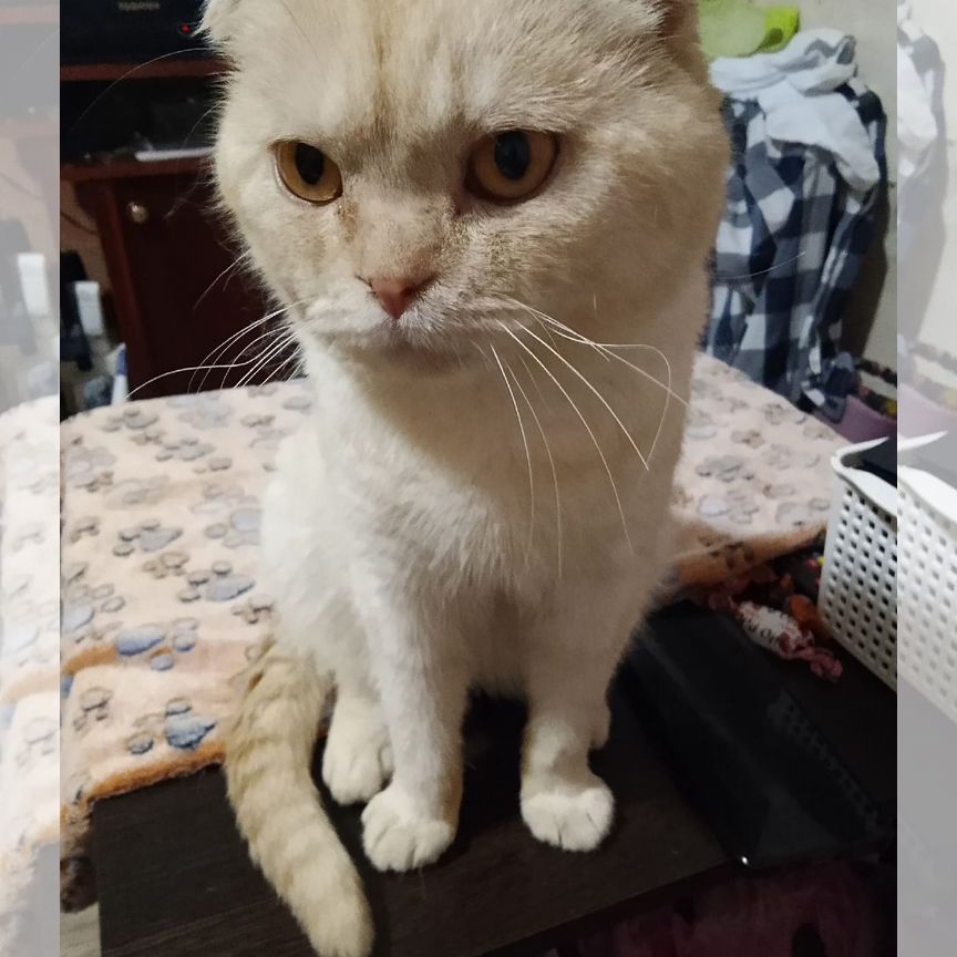 Шотландский вислоухий короткошёрстный кот, взрослый