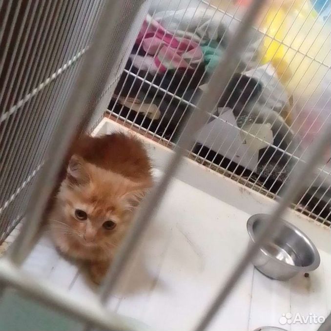 Котенок кошечка Люся