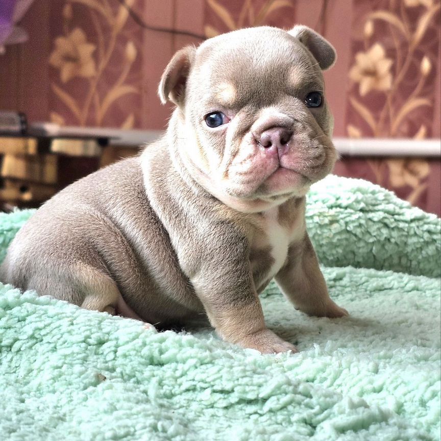 Цаетные француженки