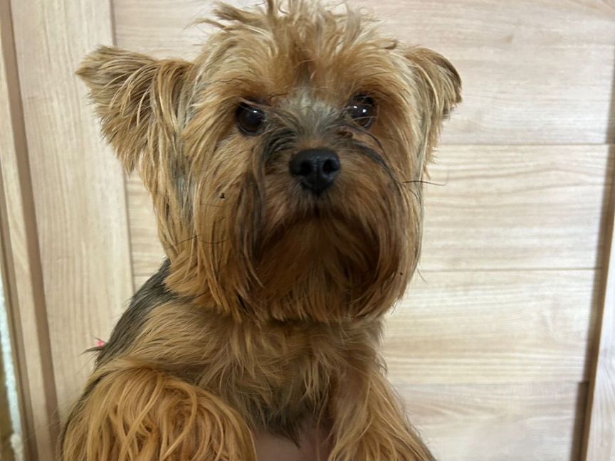 Йоркширский терьер девочка