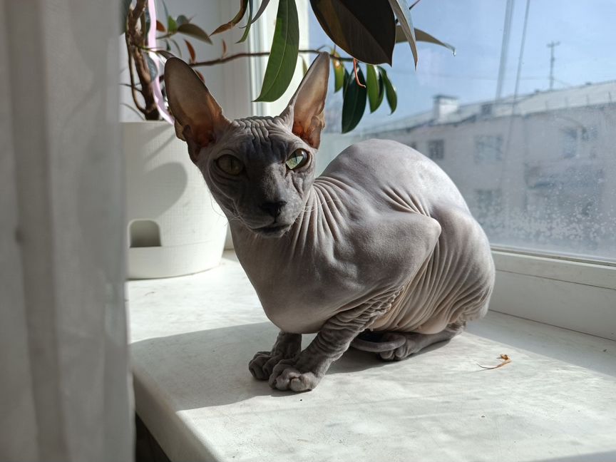 Кошки донской сфинкс