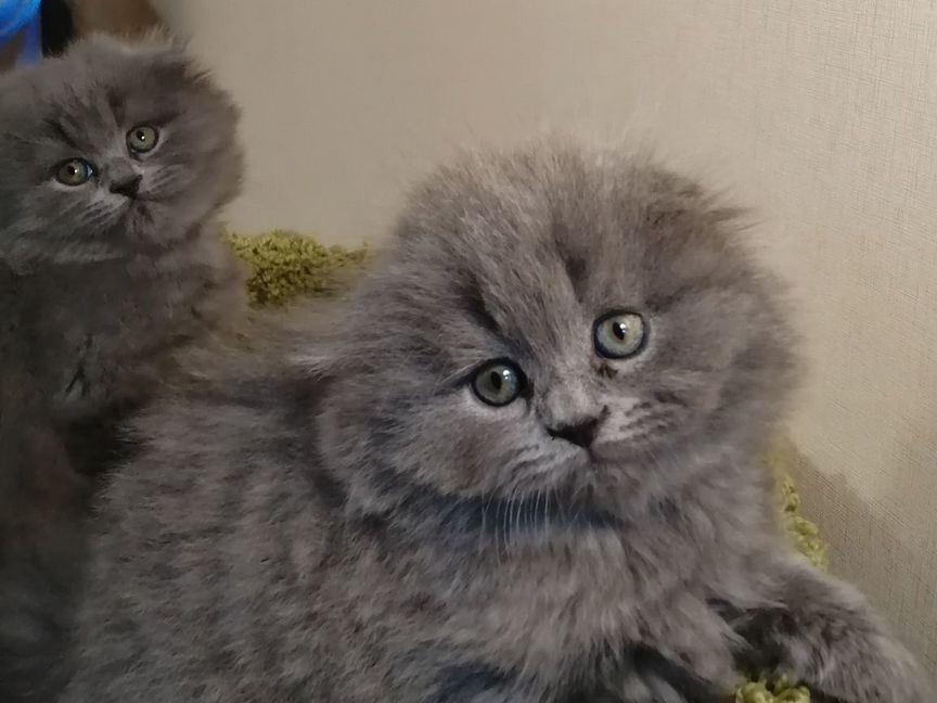 Коты-манулы)