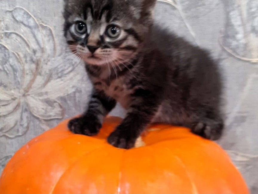 Короткошерстные курбобики