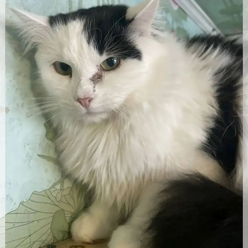 Взрослый кот в добрые руки