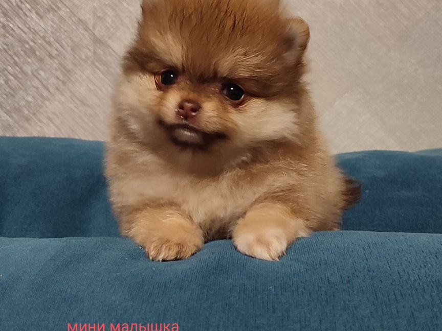 Шпиц