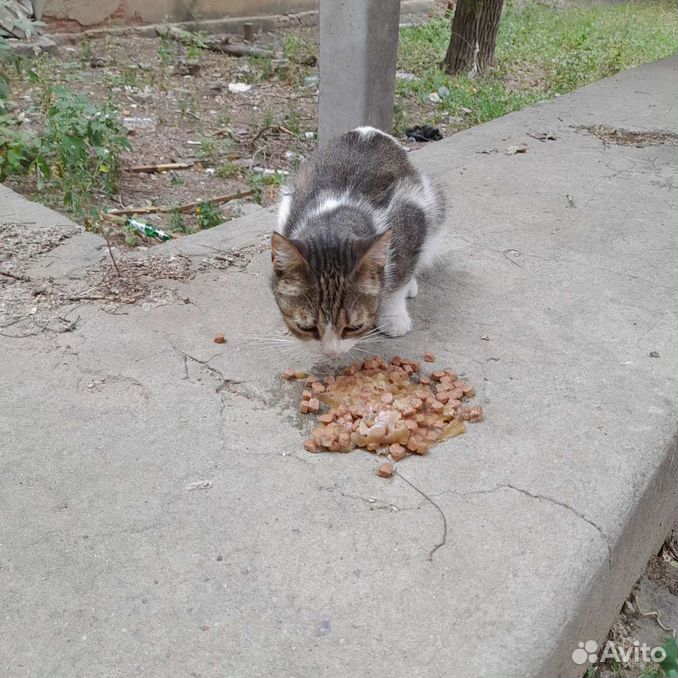 У кошки умер хозяин помогите
