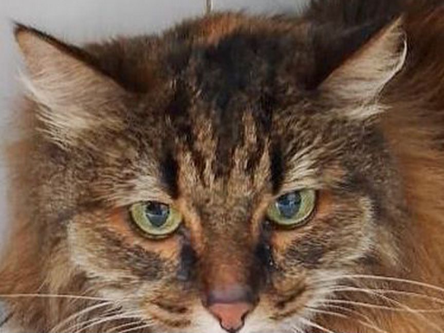 Спасите котиков после смерти хозяина