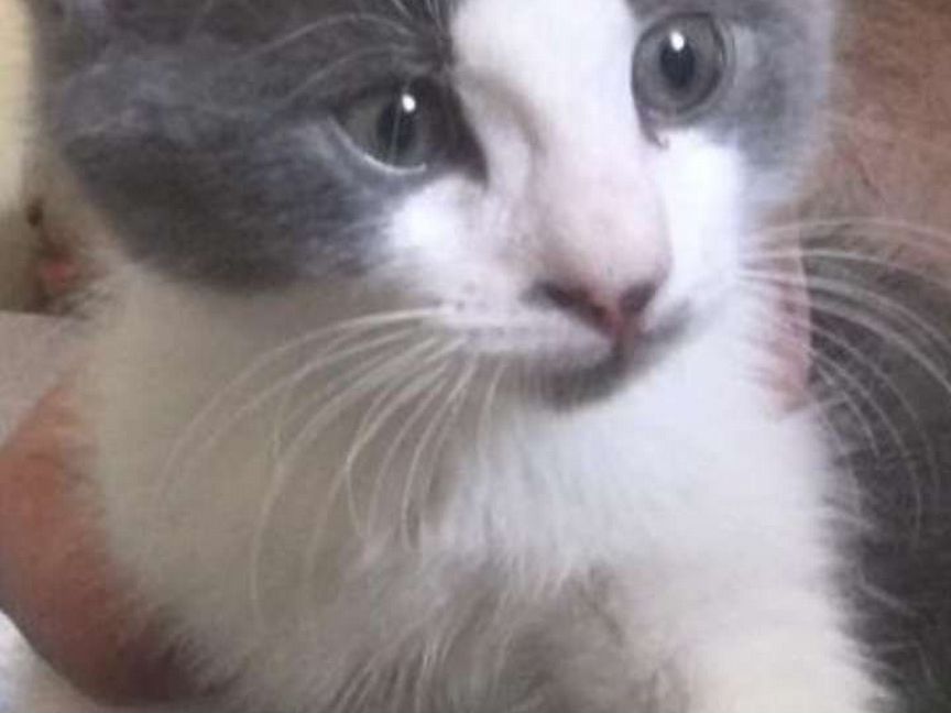 Котенок, мальчик Возраст 3 месяца